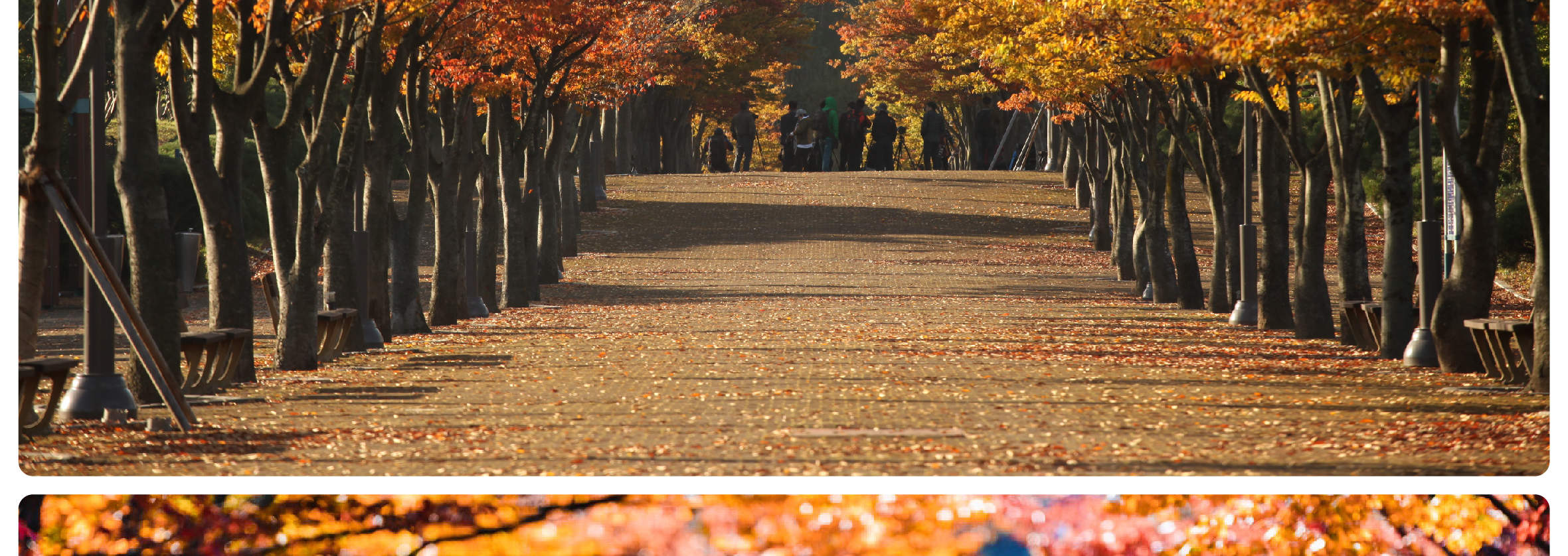 Memorable Autumn Foliage Day Tour from Busan - Klook